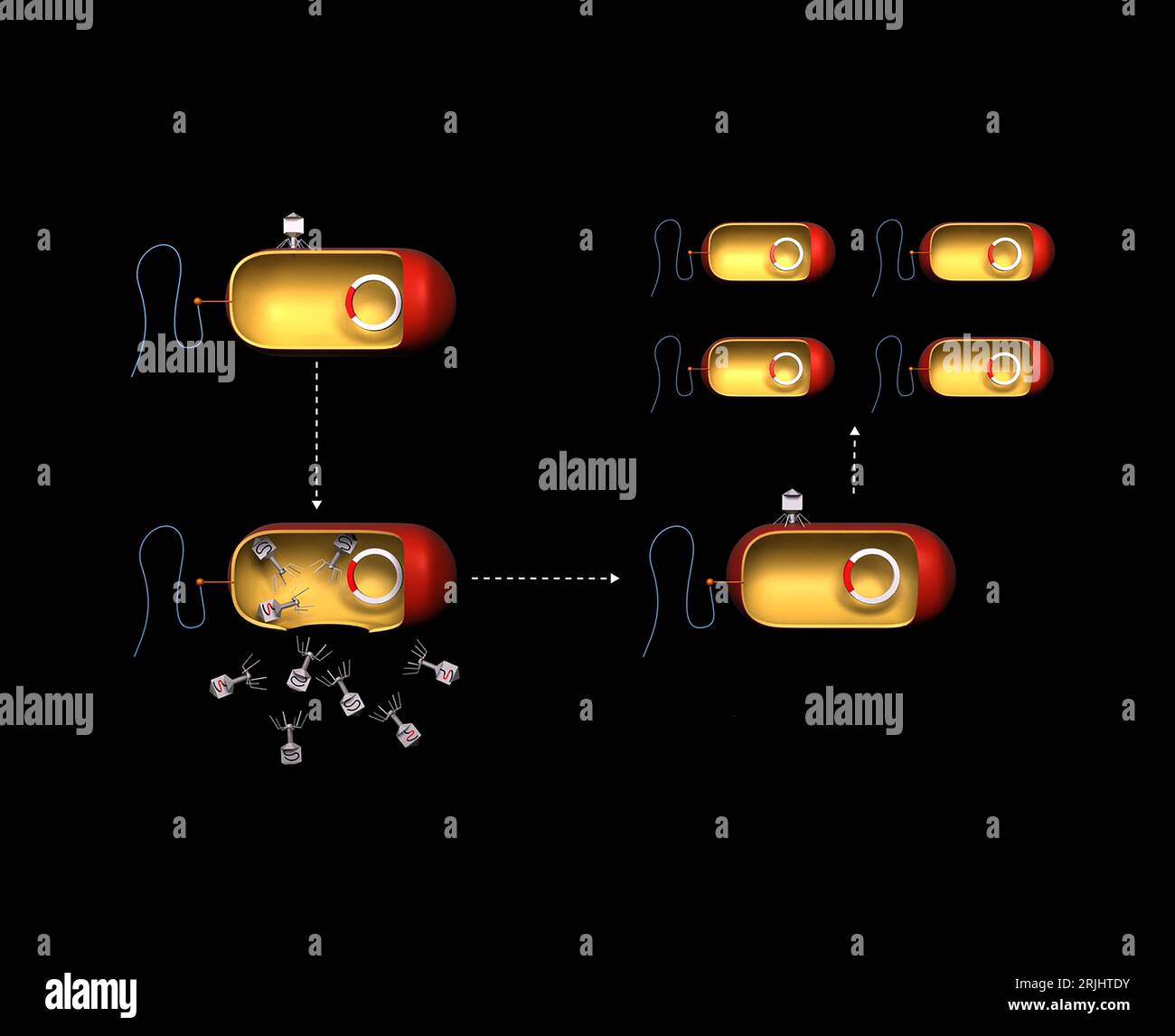Bacterial transduction, illustration Stock Photo - Alamy