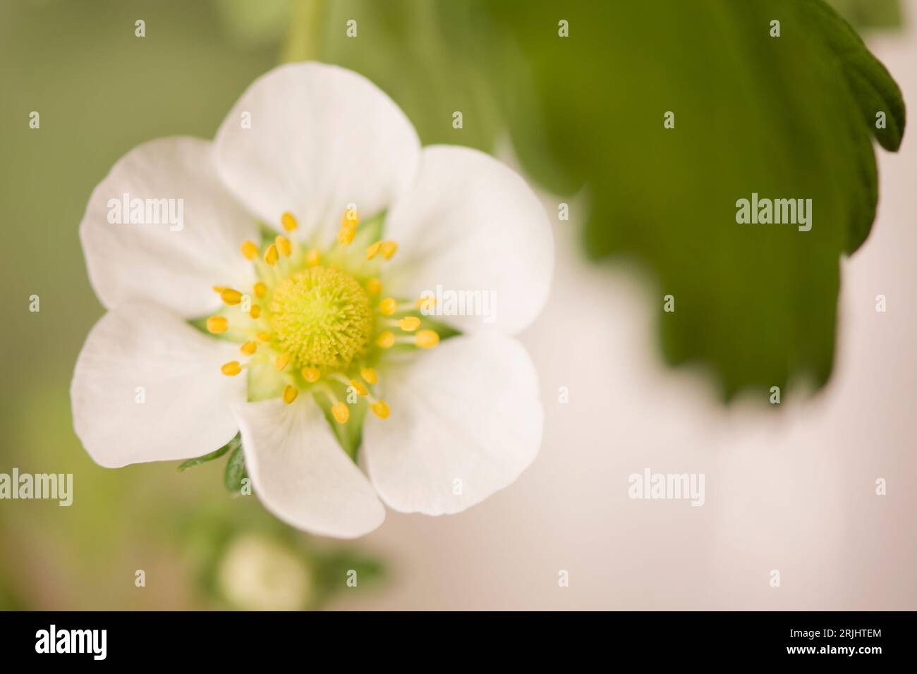Strawberry (Fragaria x ananassa) flowers Stock Photo - Alamy