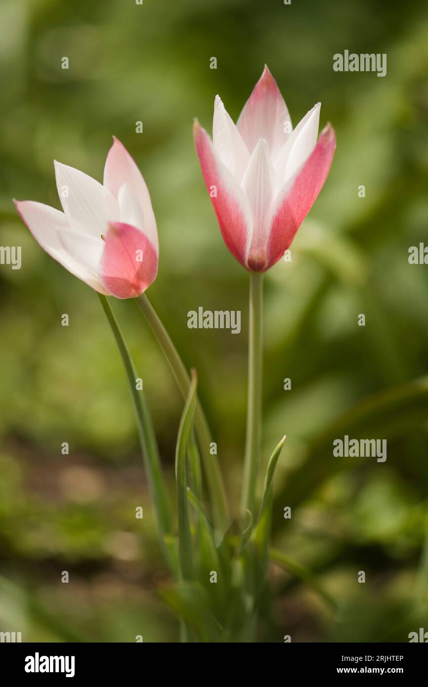 Tulip (Tulipa clusiana 'Lady Jane') flowers Stock Photo - Alamy