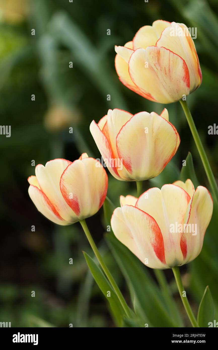 Tulip (Tulipa sp.) flowers Stock Photo - Alamy
