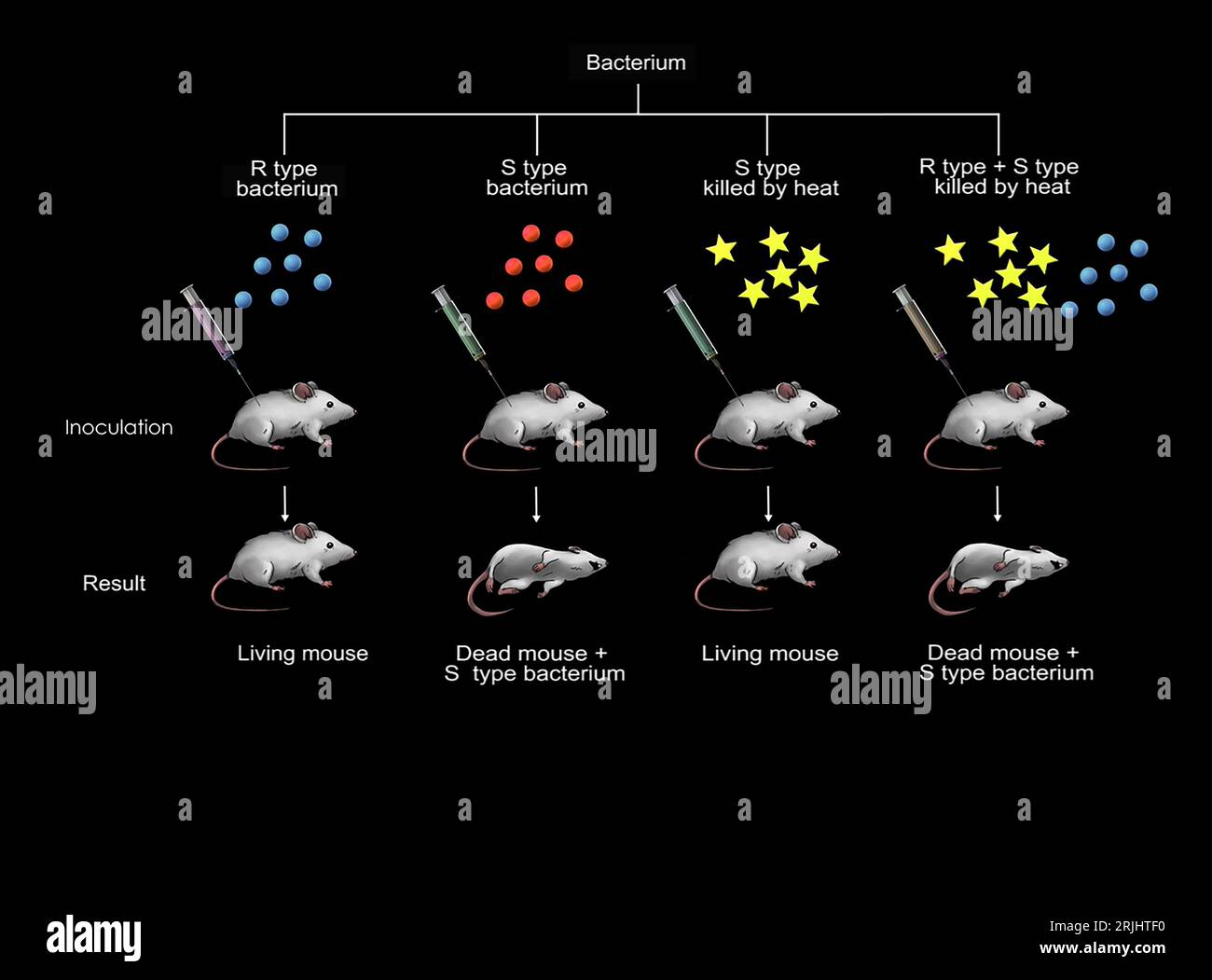 Griffith's experiment, illustration Stock Photo - Alamy