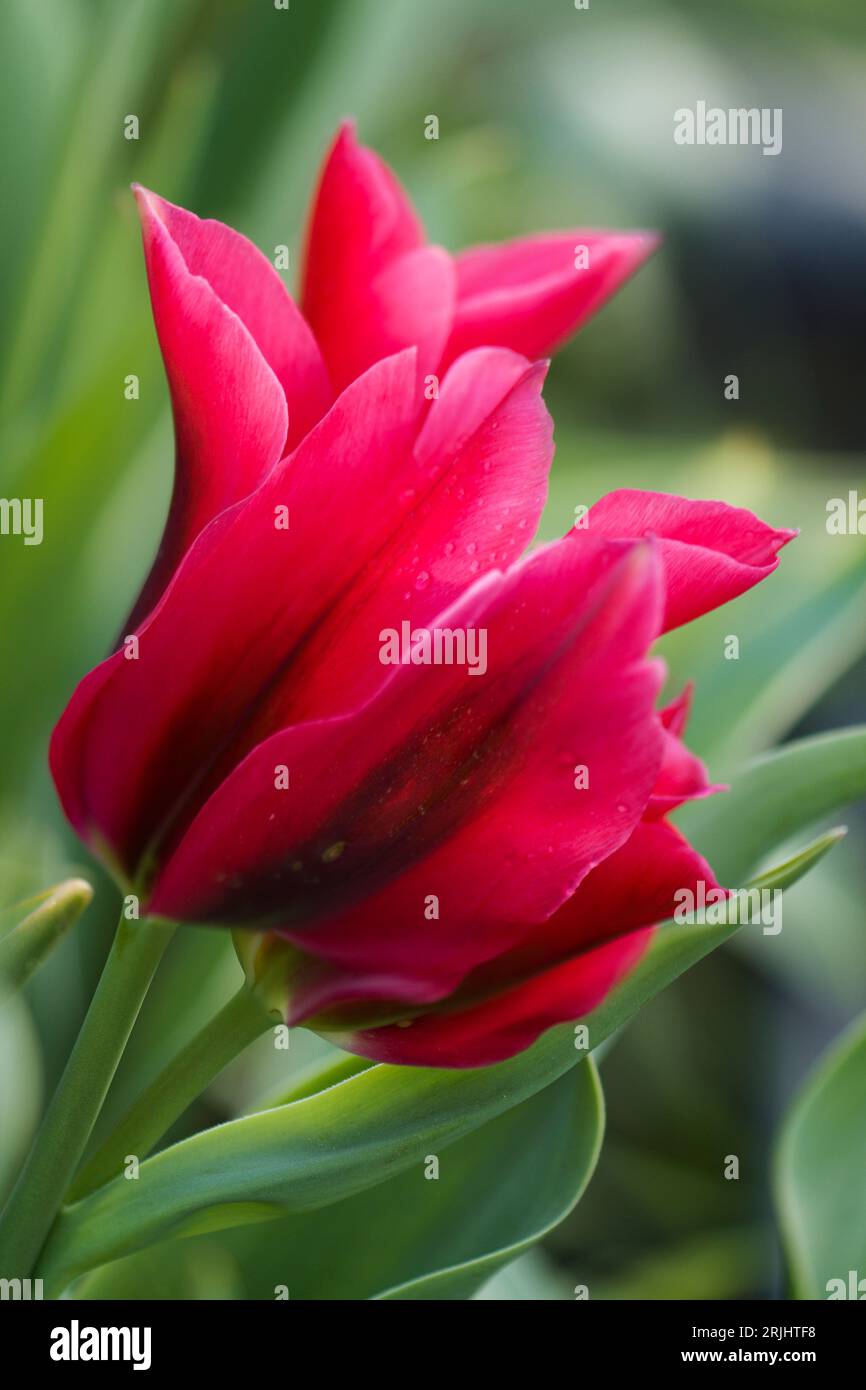 Tulip (Tulipa sp.) flowers Stock Photo - Alamy