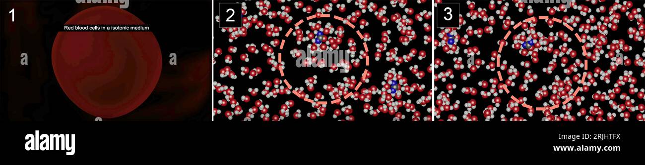 Behaviour of red blood cell in isotonic medium, illustration Stock ...