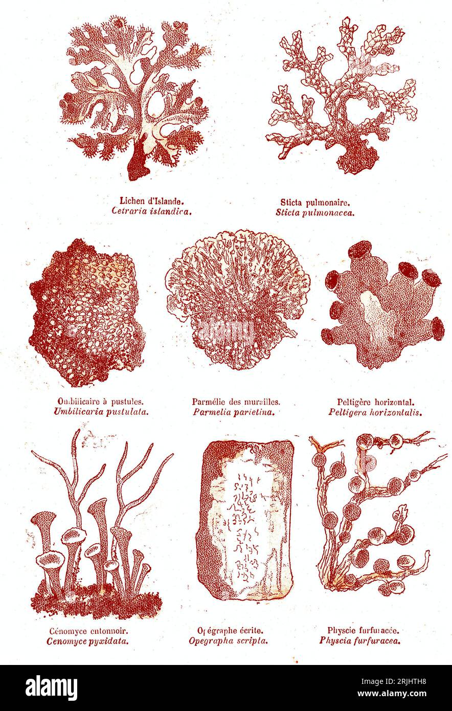 Lichens, 19th century illustration Stock Photo - Alamy