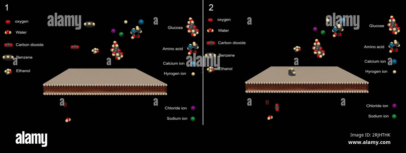 Cell membrane semi-permeability, illustration Stock Photo - Alamy