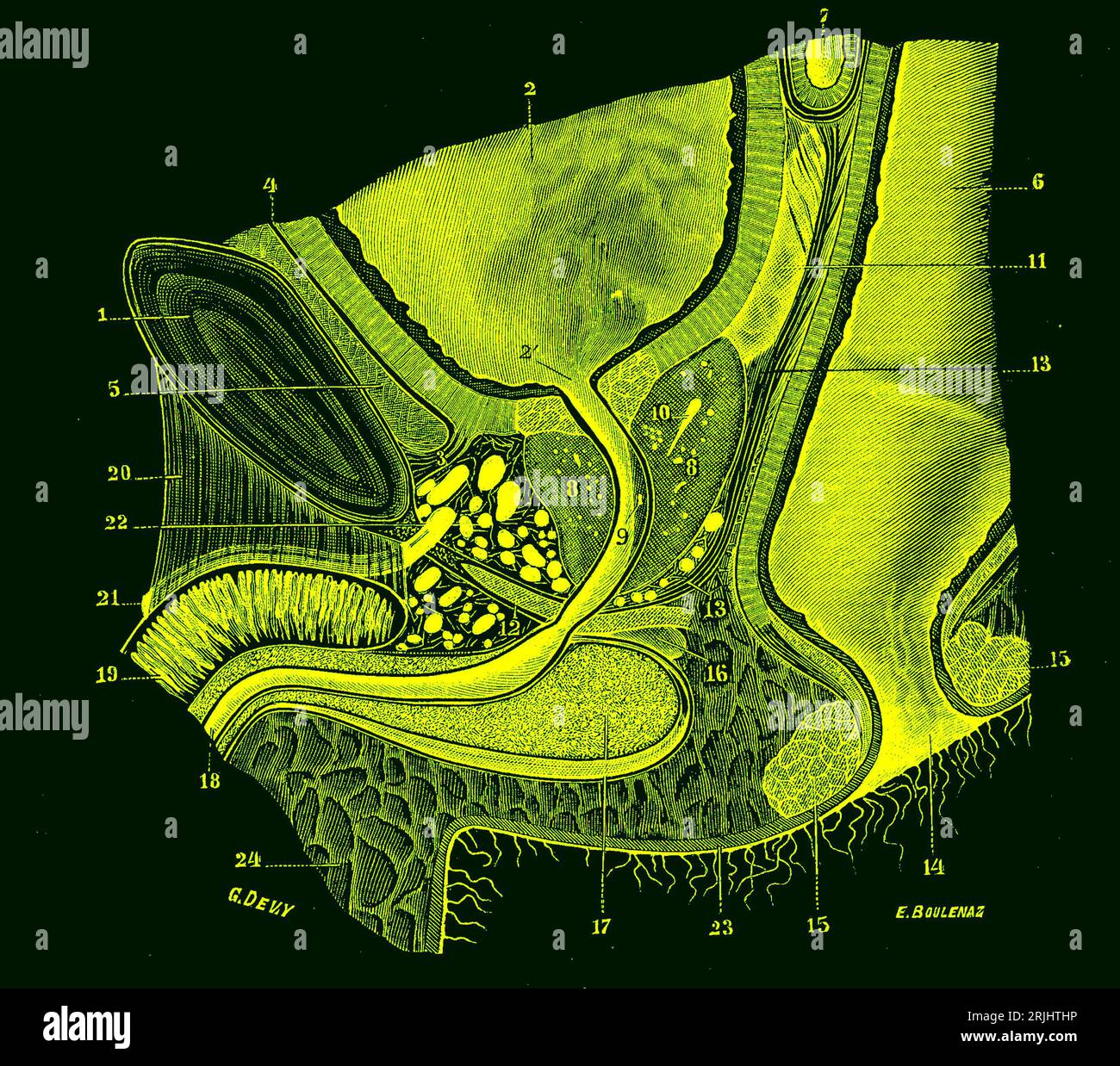 Male pelvic anatomy, illustration Stock Photo - Alamy