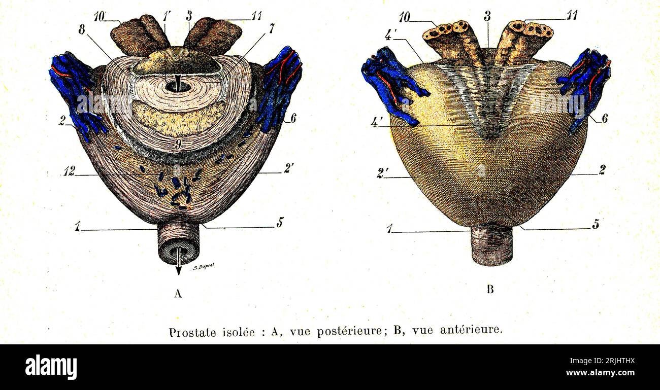 Prostate anatomy, illustration Stock Photo - Alamy