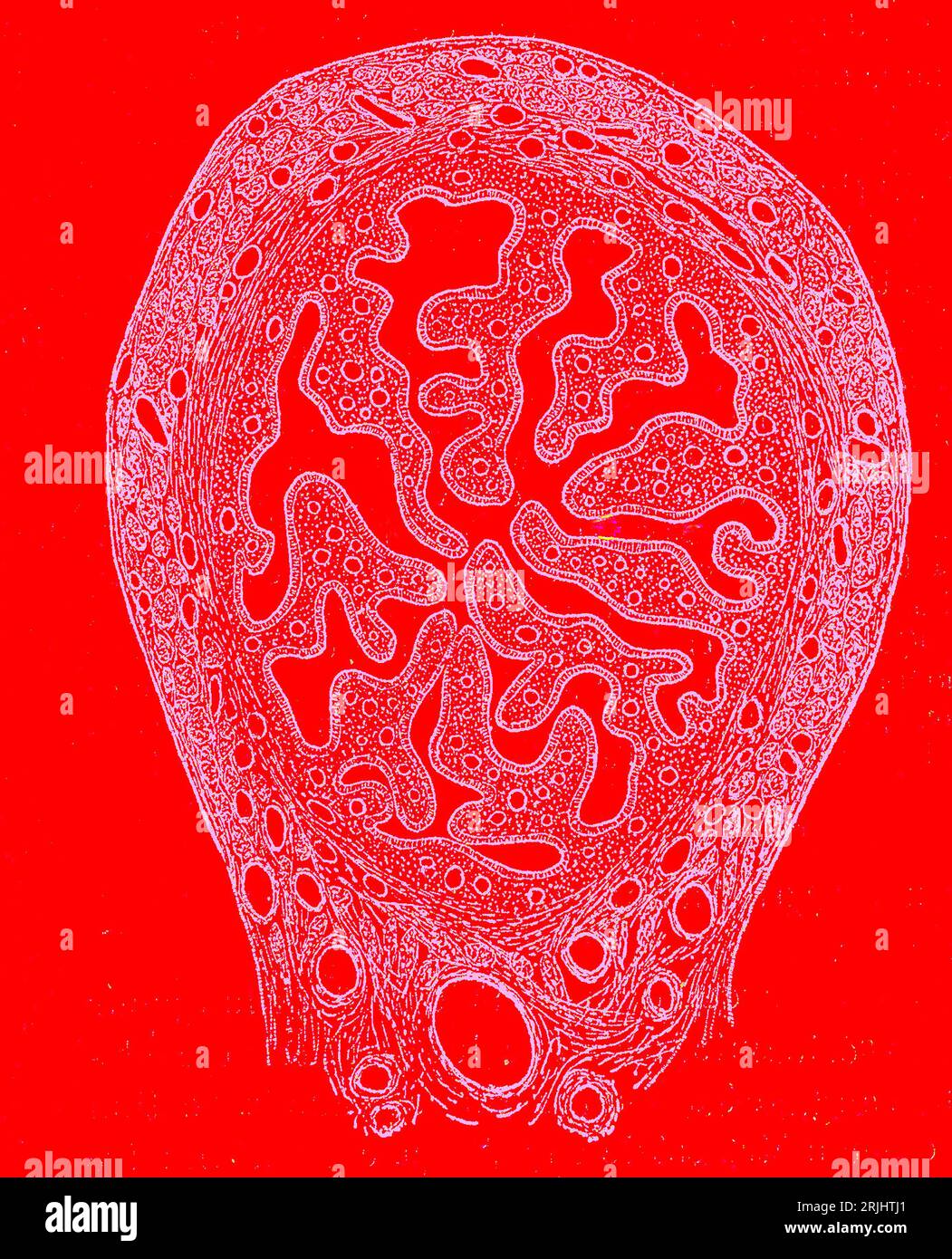Fallopian tube, illustration Stock Photo - Alamy