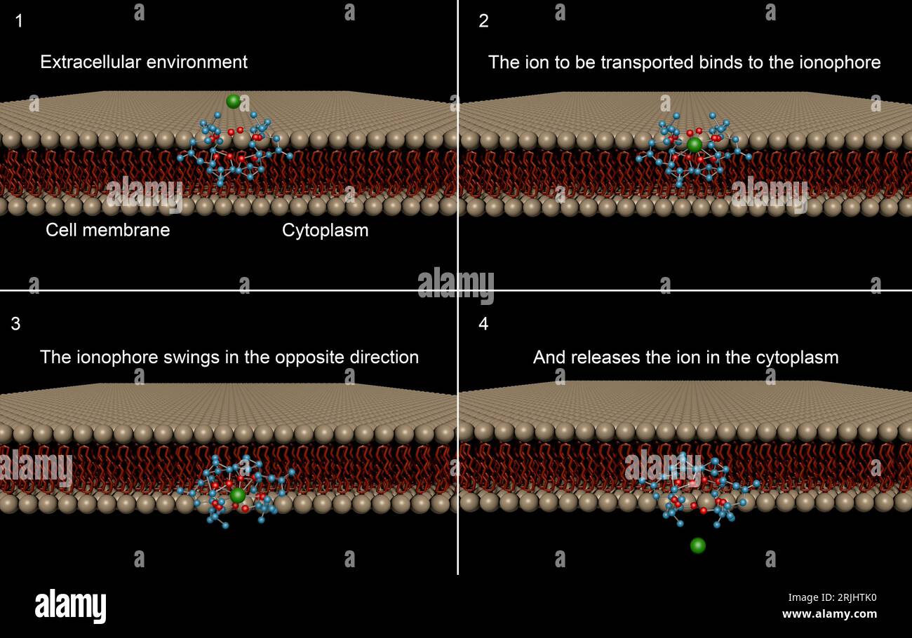 Ion transport across cell membrane, illustration Stock Photo - Alamy