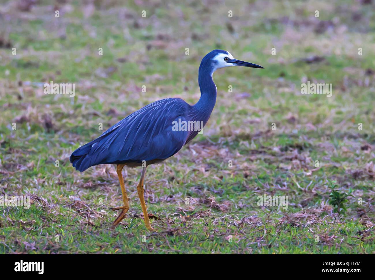 Sharp images of birds hi-res stock photography and images - Alamy