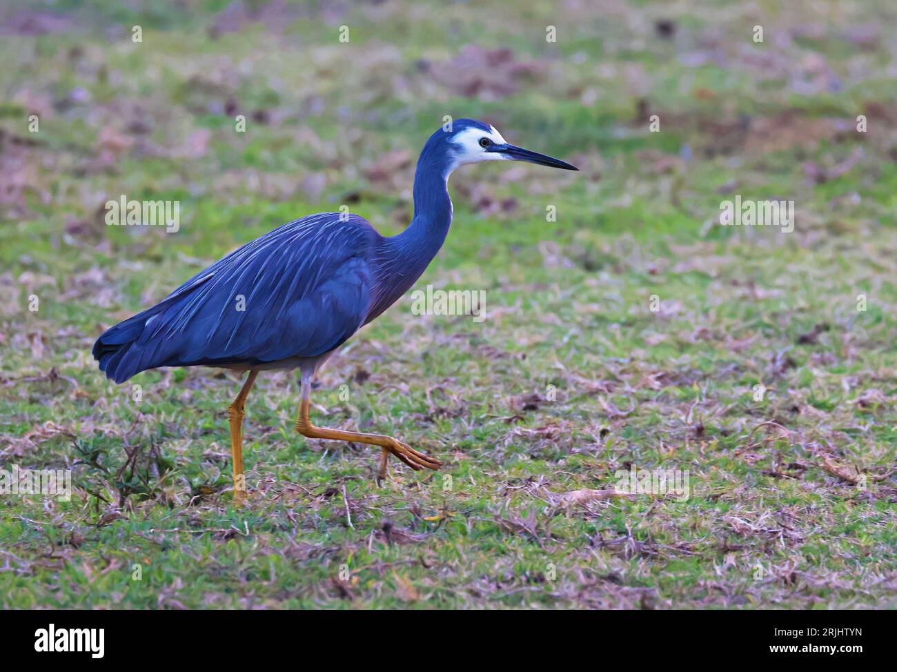 Sharp images of birds hi-res stock photography and images - Alamy