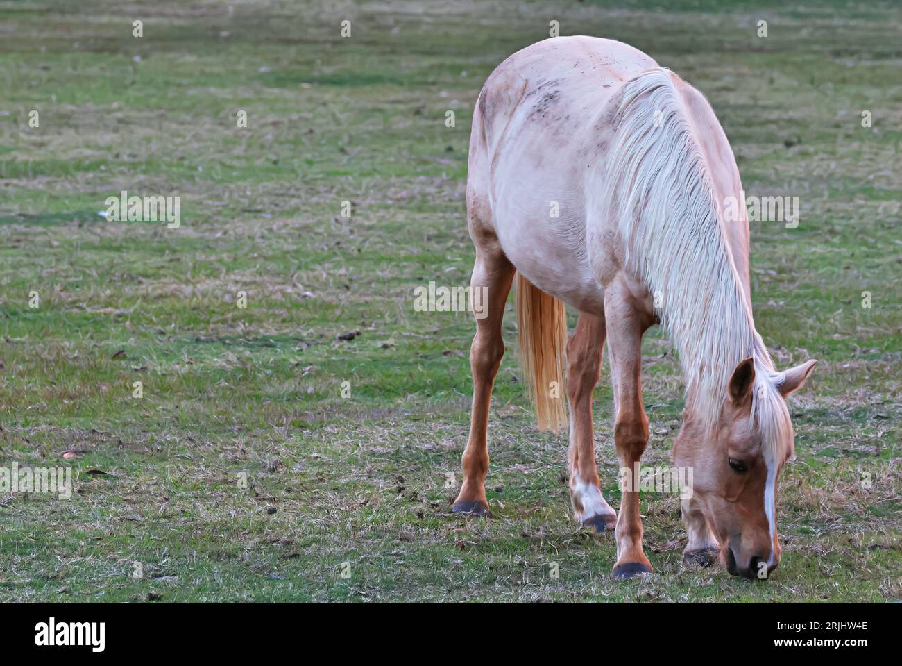 Equestrian lifestyle fine art hi-res stock photography and images - Alamy