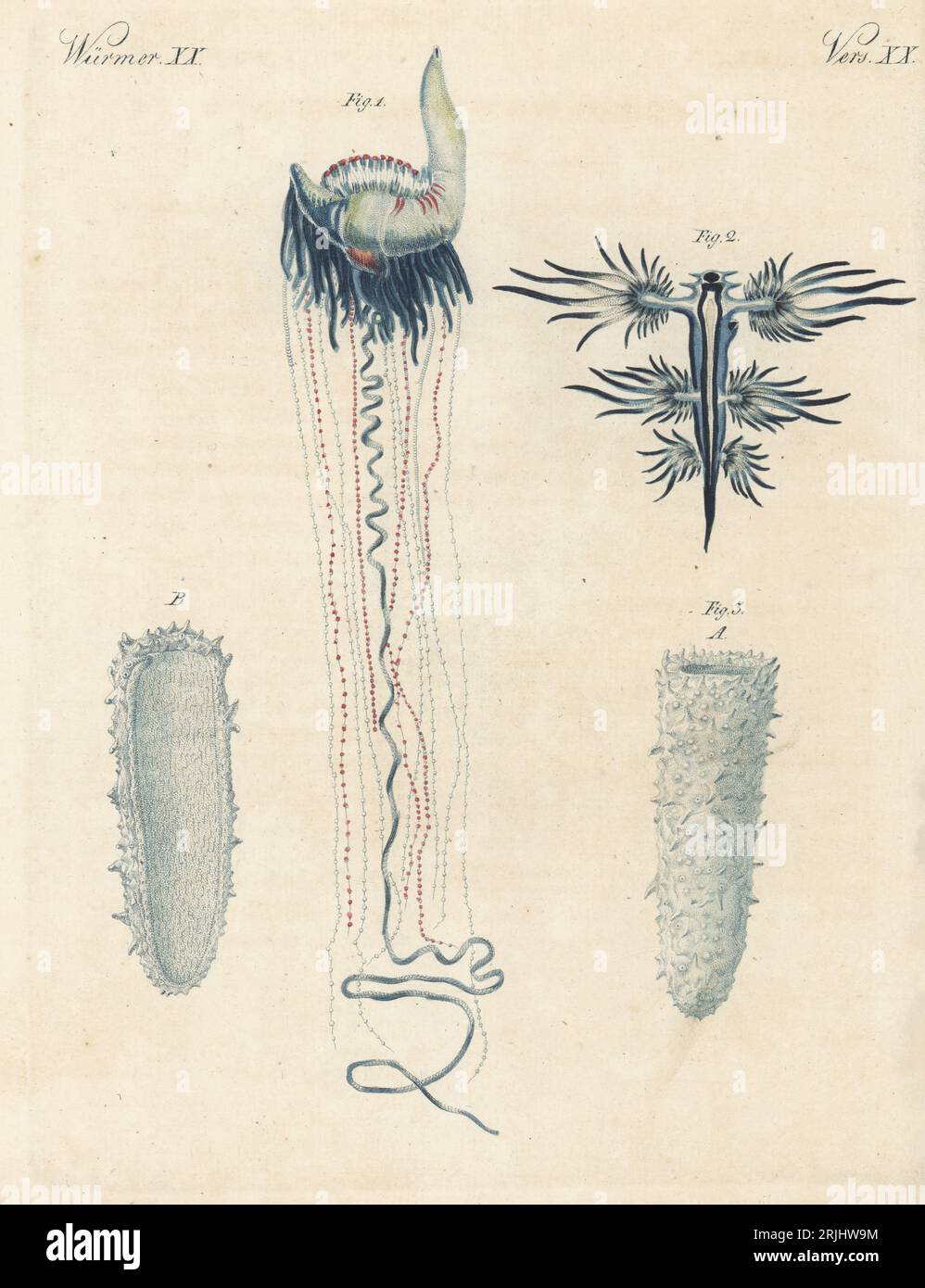 Glaucus Atlanticus Anatomy