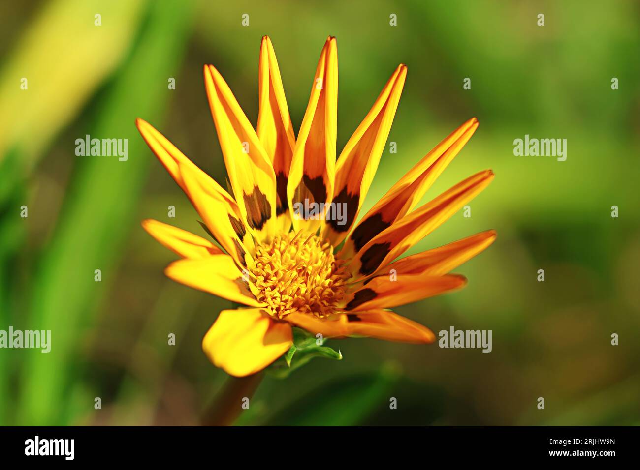 Beautiful yellow gold daisy in the garden, nature at its finest, vivid ...