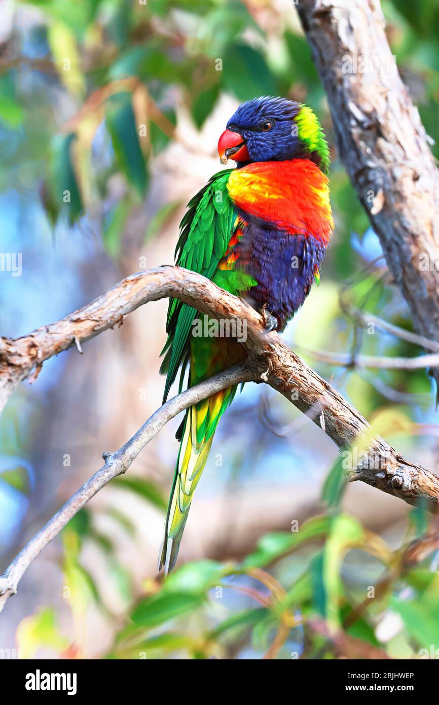 Rainbow Lorikeets. Birds doing bird stuff outside in the warm sun Stock ...