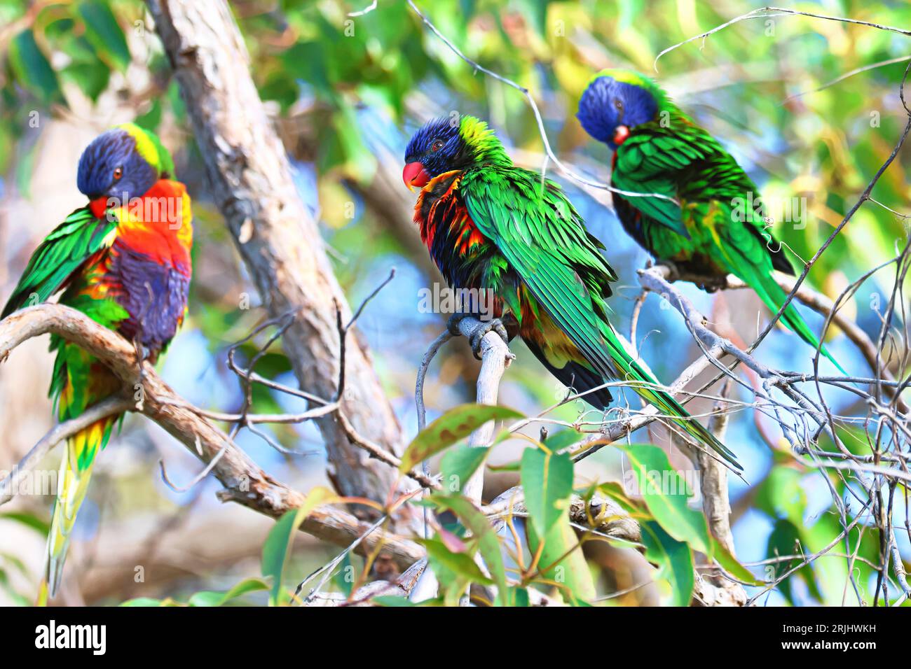 Rainbow Lorikeets. Birds doing bird stuff outside in the warm sun Stock ...