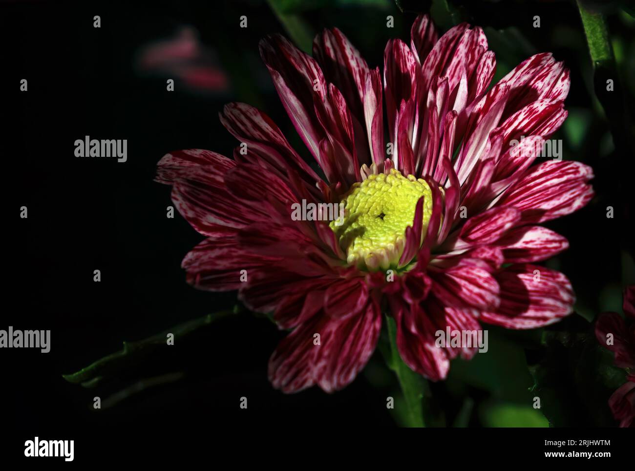 Beautiful purple flowers outside in nature at its finest, vivid colors ...