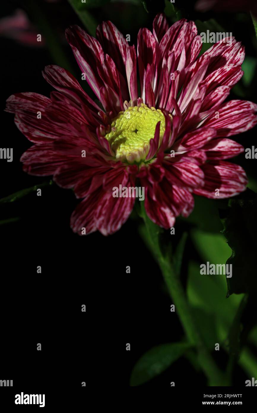 Beautiful purple flowers outside in nature at its finest, vivid colors ...