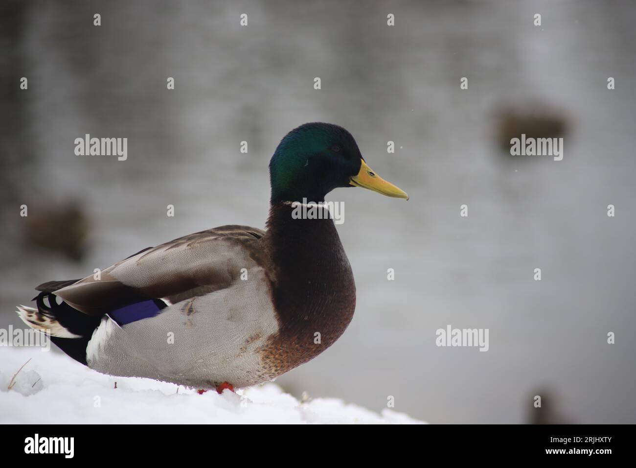 Mallard Duck, at pond in Utah Wildlife, Nature, Pond, Birds, Ducks ...