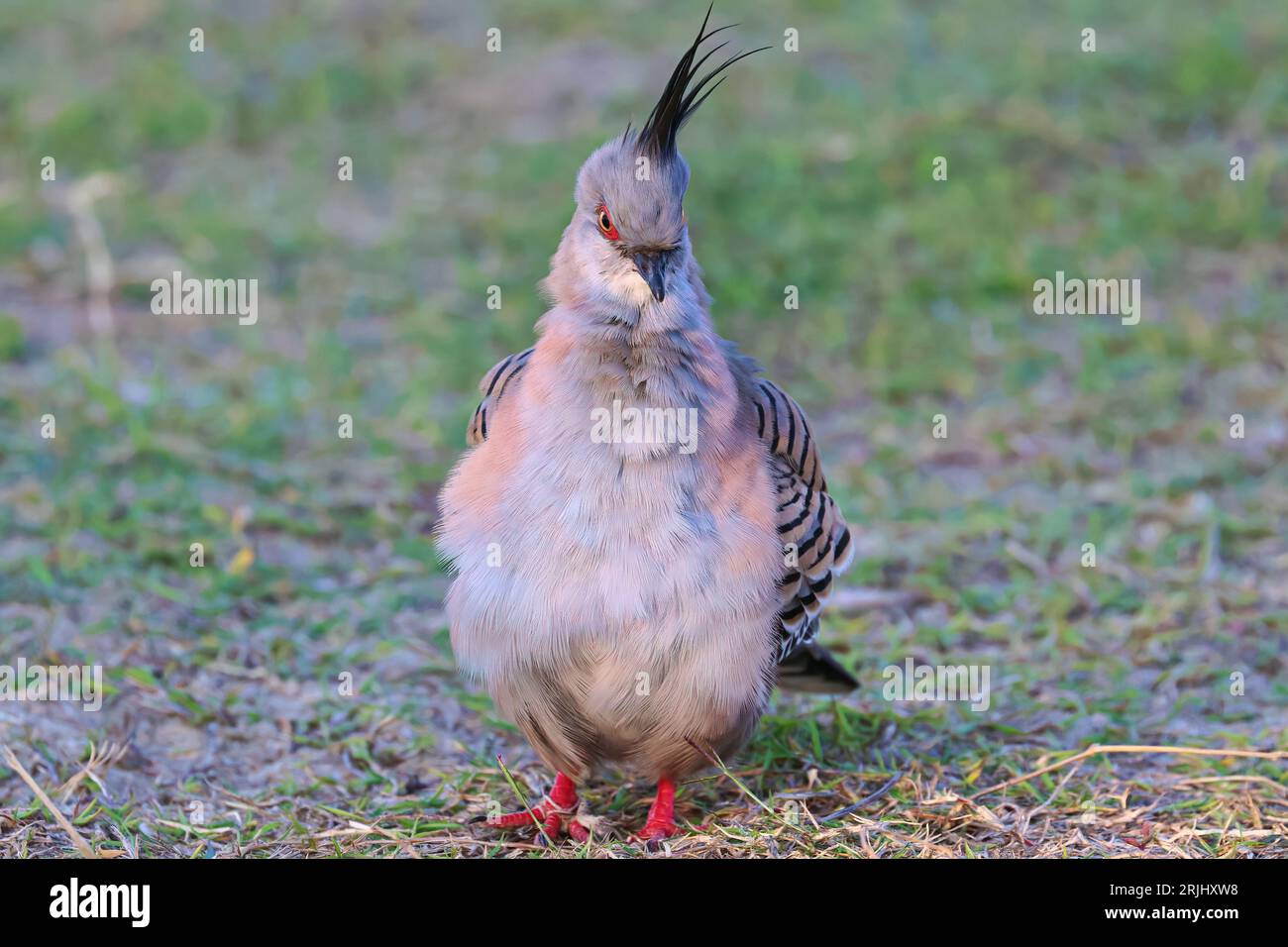 Sharp images of birds hi-res stock photography and images - Alamy