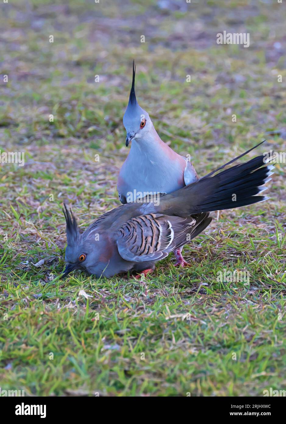 Love birds big images hi-res stock photography and images - Alamy