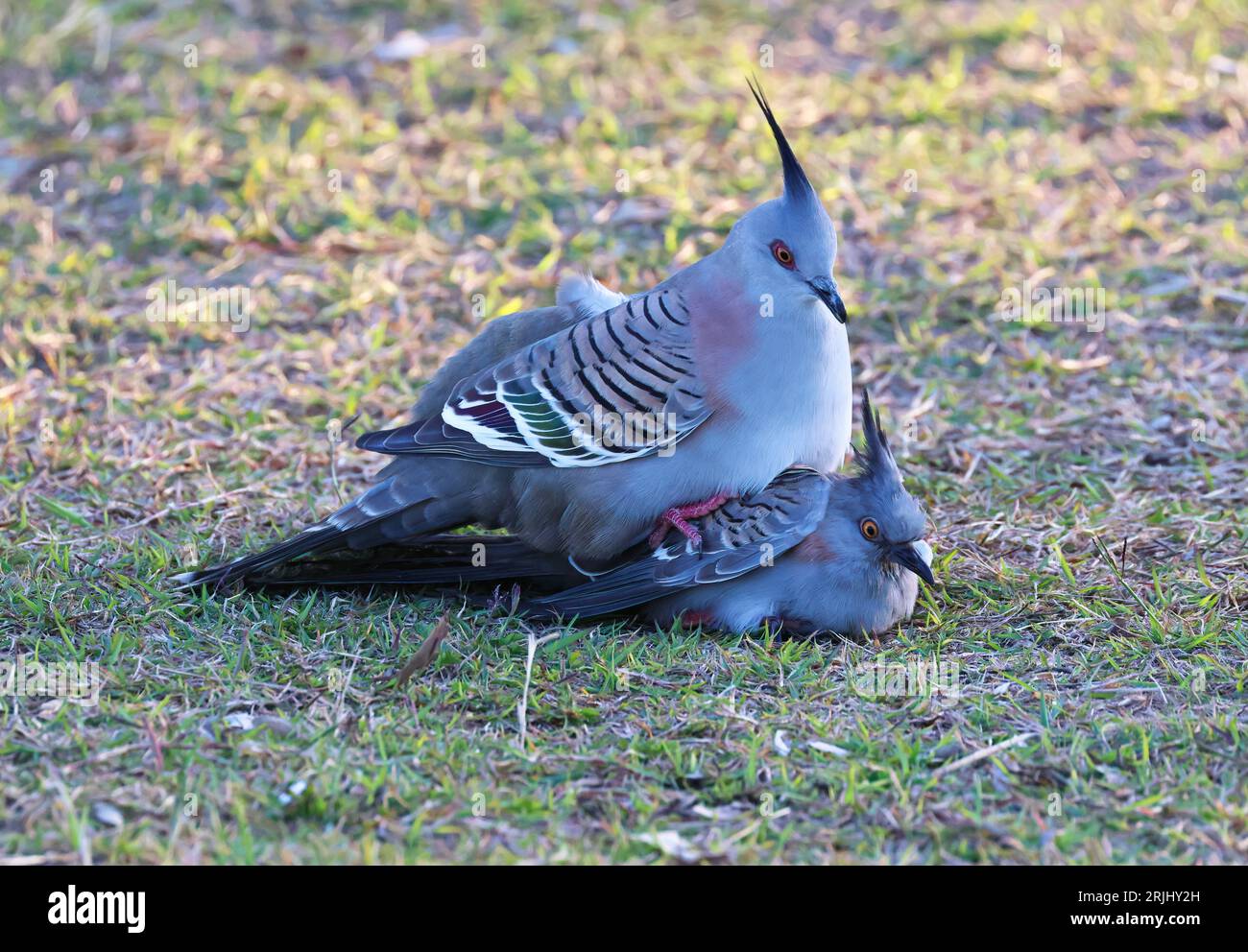 Love birds big images hi-res stock photography and images - Alamy