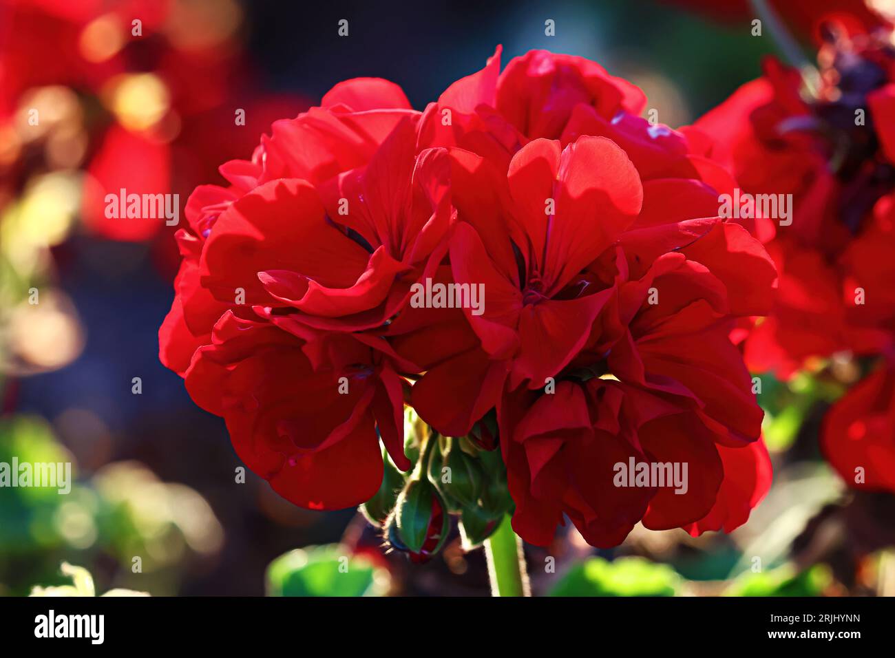 Beautiful red flower in nature at its finest, vivid colors outside in ...