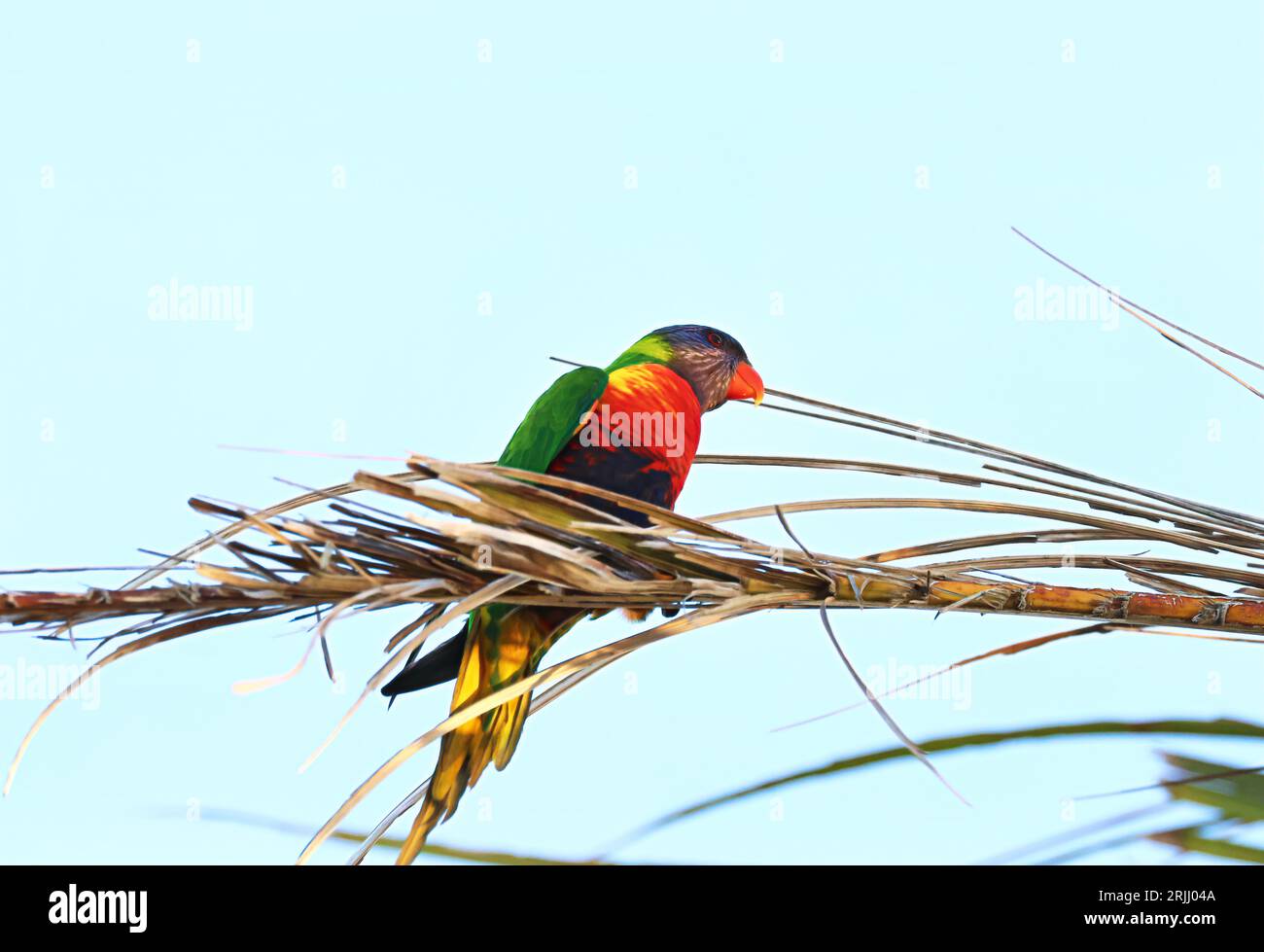 Rainbow Lorikeets. Birds doing bird stuff outside in the warm sun Stock ...