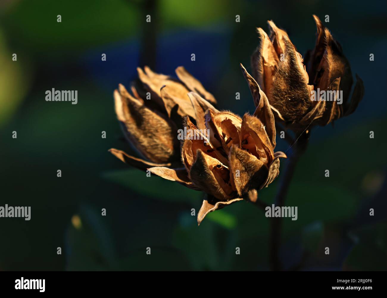 Beautiful brown seed pod out in nature at its finest, vivid colors ...