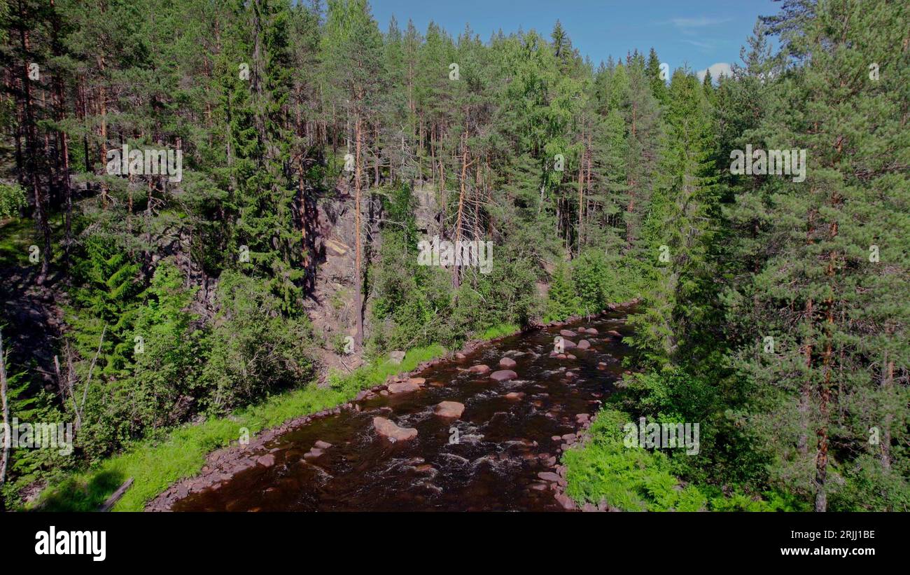 Nordic forest river landscape. Pine and fir trees on the mountain cliff ...