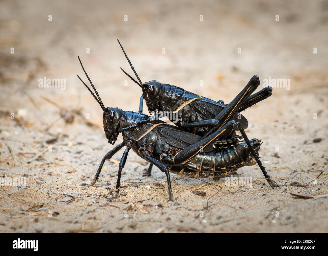 A Pair of Eastern Lubber Grasshoppers Stock Photo - Alamy