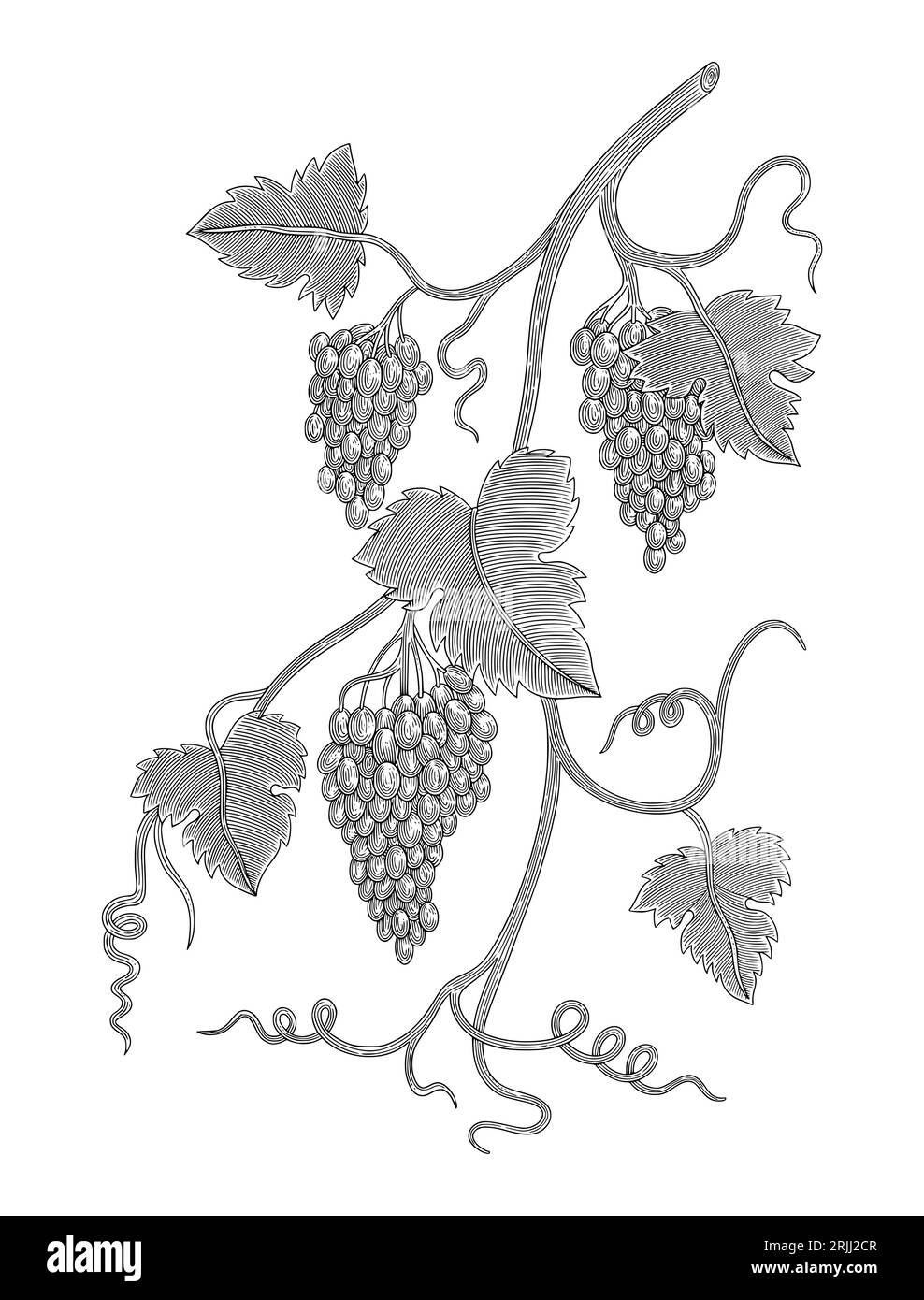 Bunch of grapes with leaves. Vintage engraving drawing style vector ...