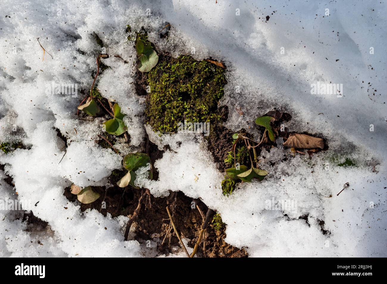 Hiding under plants hi-res stock photography and images - Alamy