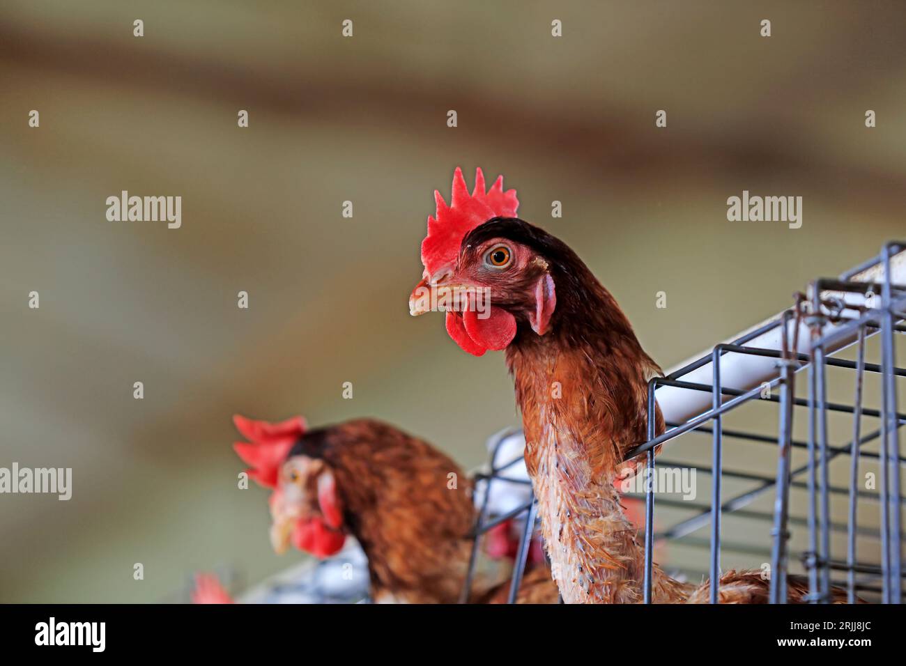 Laying hens in cages hi-res stock photography and images - Alamy