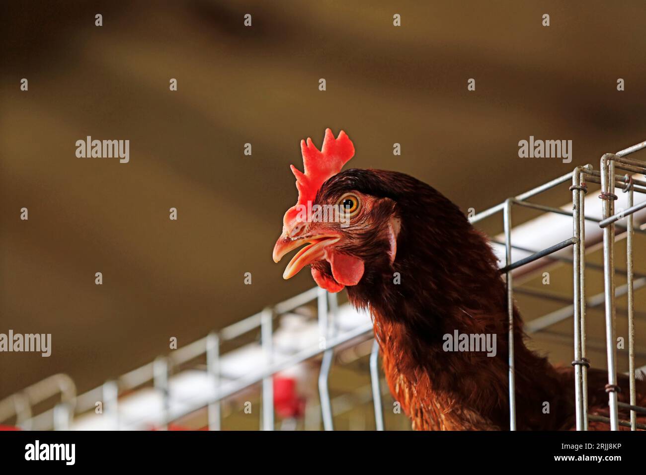 Laying hens in cages in a farm, North China Stock Photo - Alamy