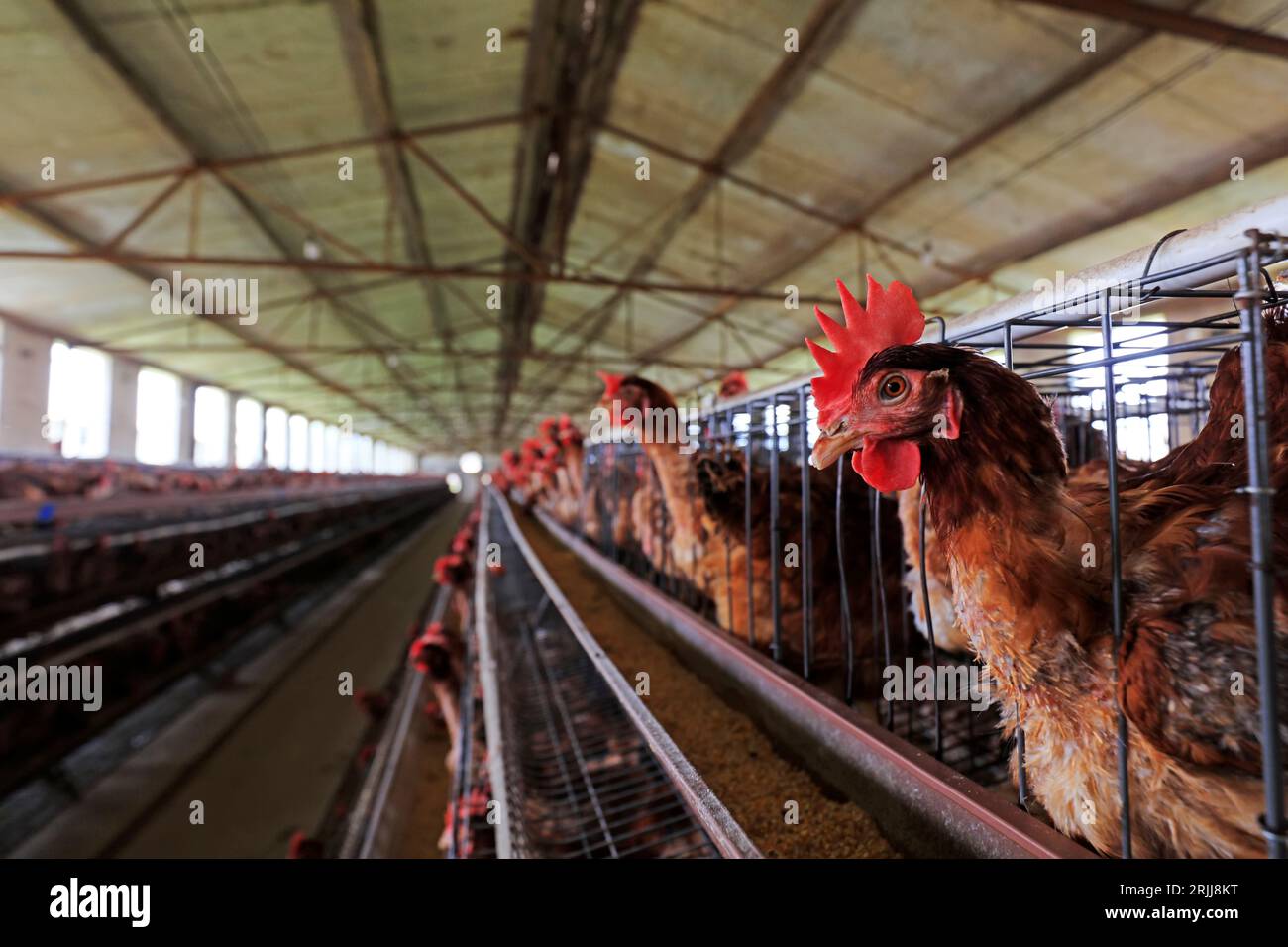 Laying hens in cages hi-res stock photography and images - Alamy