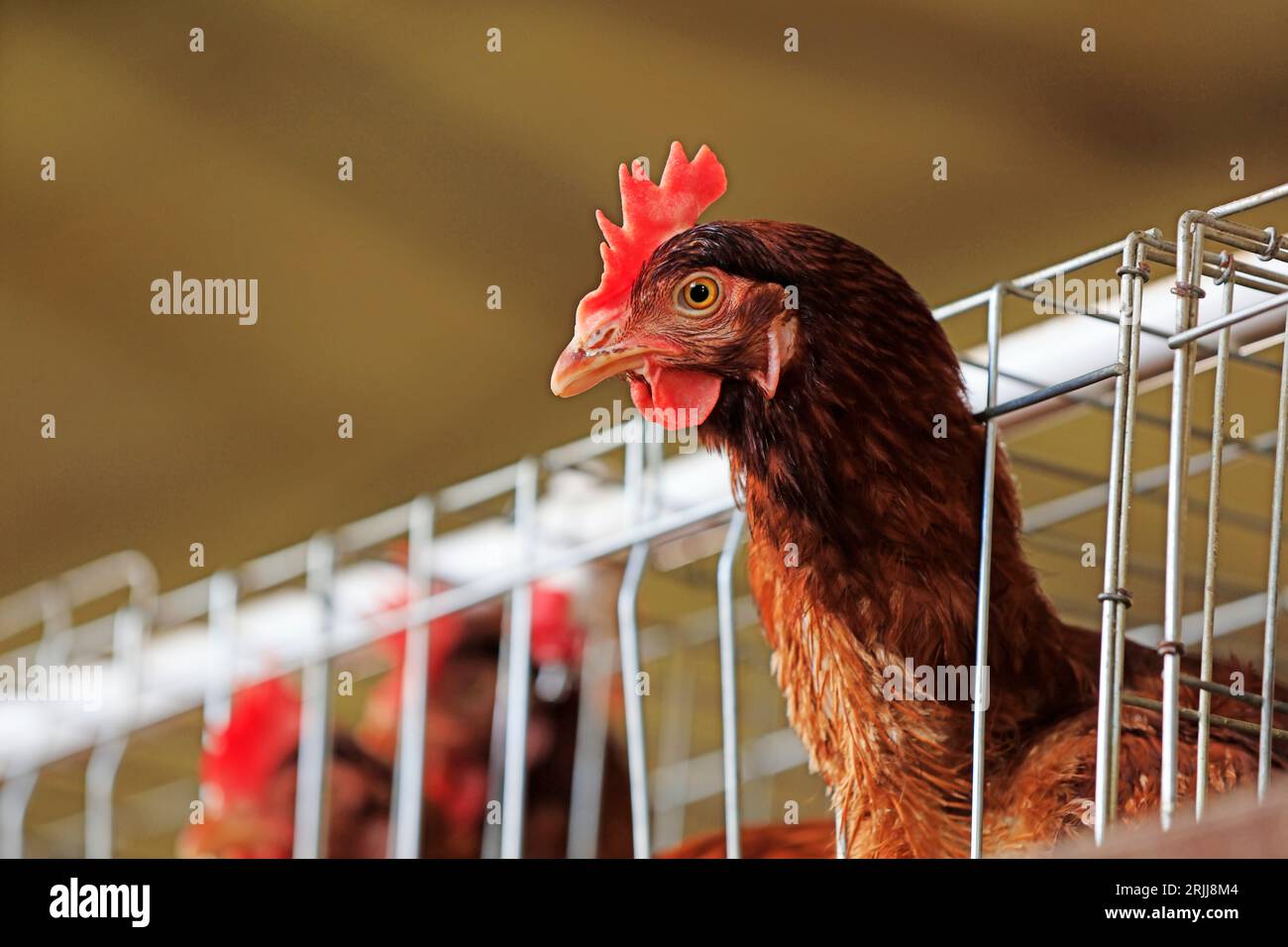 Laying hens in cages hi-res stock photography and images - Alamy