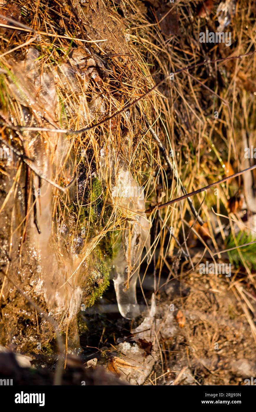 Water flowing down the slope during the thawing of the earth in spring ...