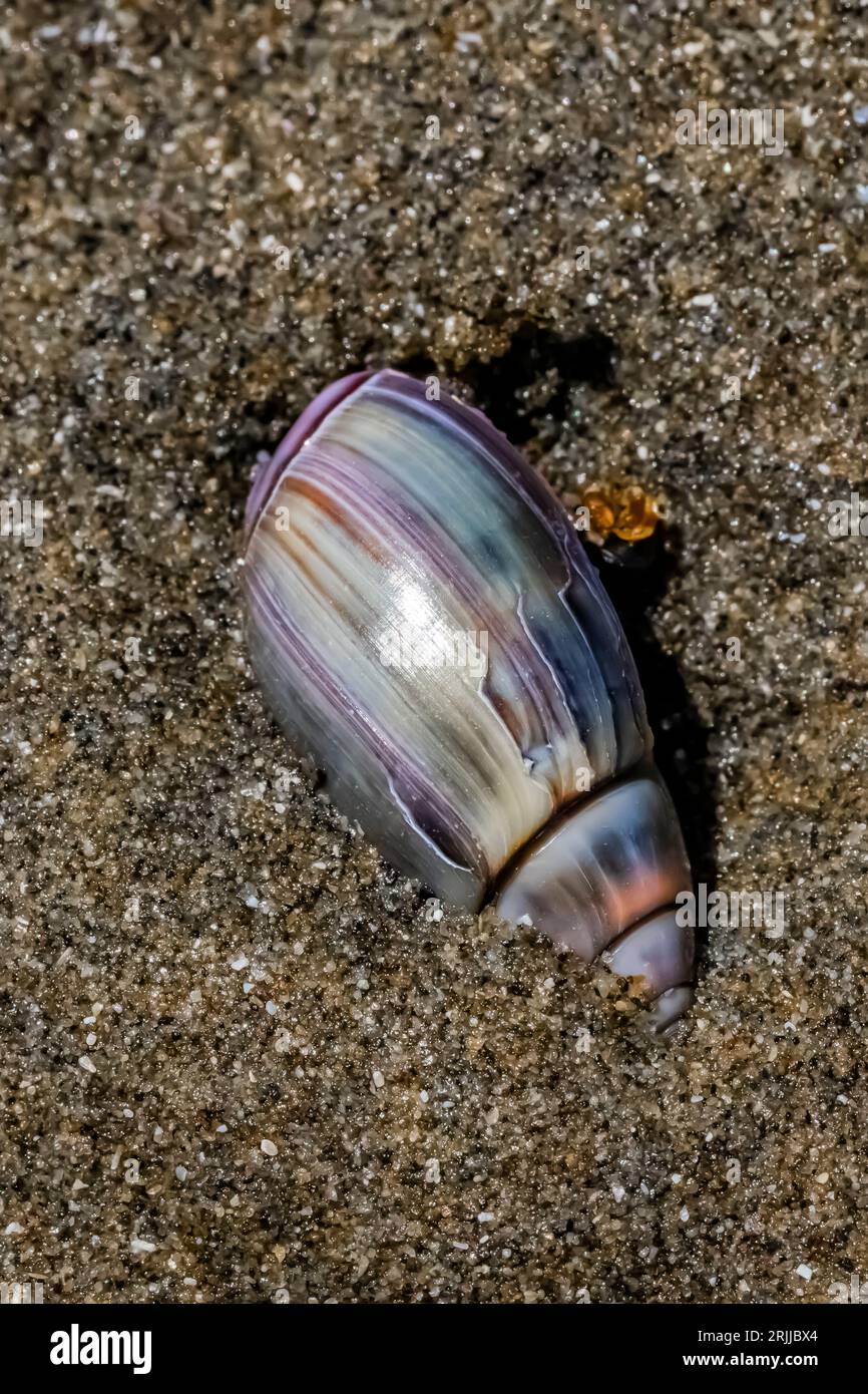 Purple olive shell hi-res stock photography and images - Alamy