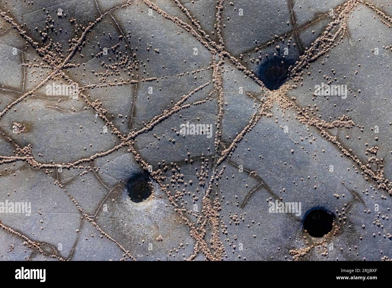 Piddock Clam holes in solid rock on Shi Shi Beach near Point of Arches ...