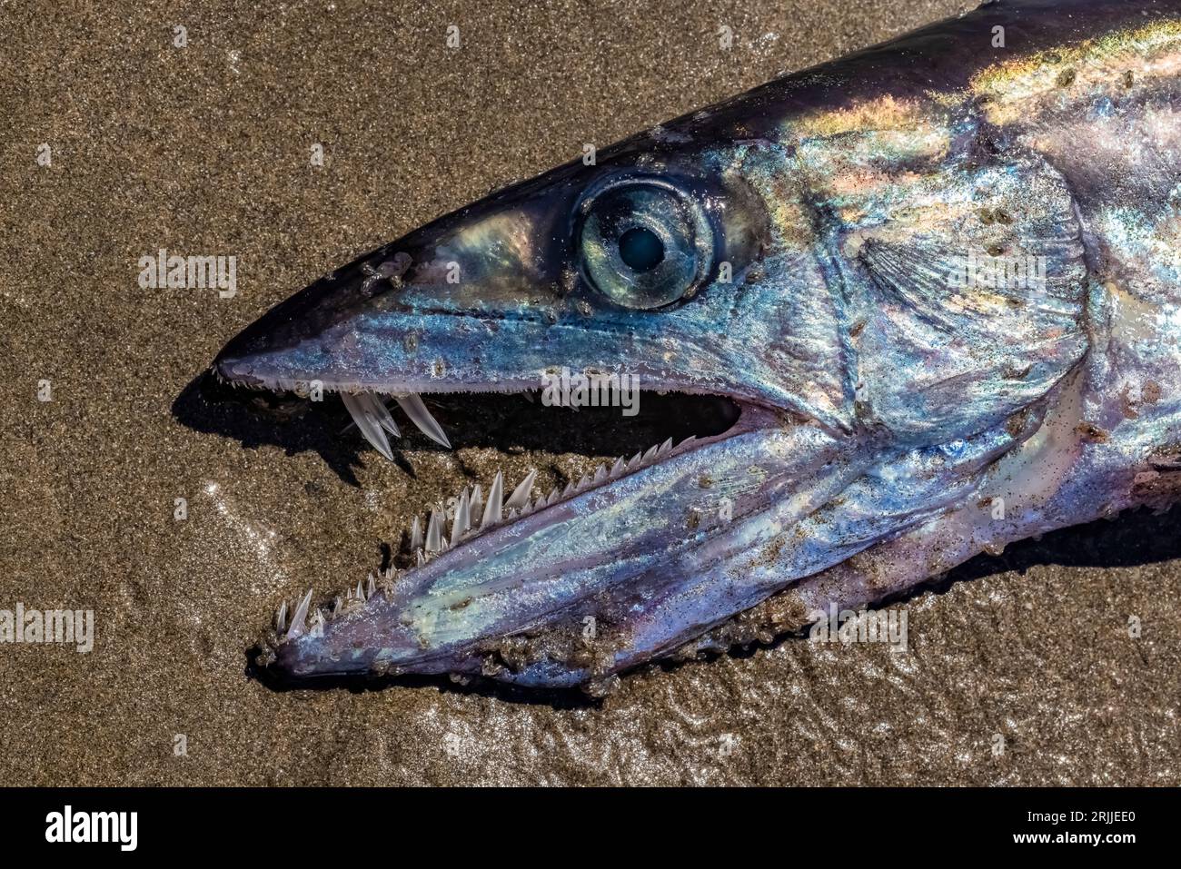 Long-snouted Lancetfish, Alepisaurus ferox, washed up while dying on ...