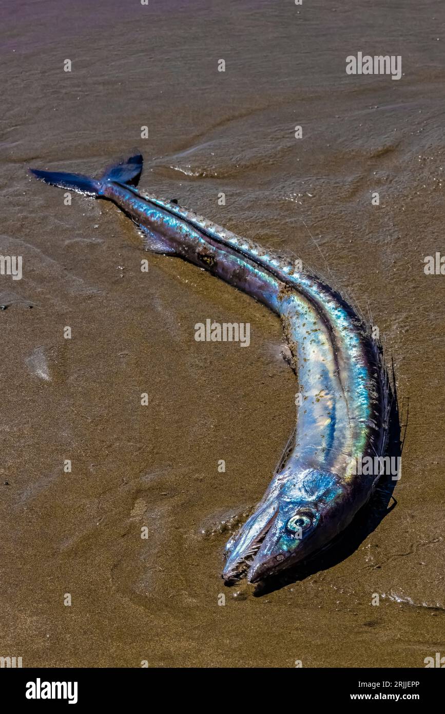 Long-snouted Lancetfish, Alepisaurus ferox, washed up while dying on ...