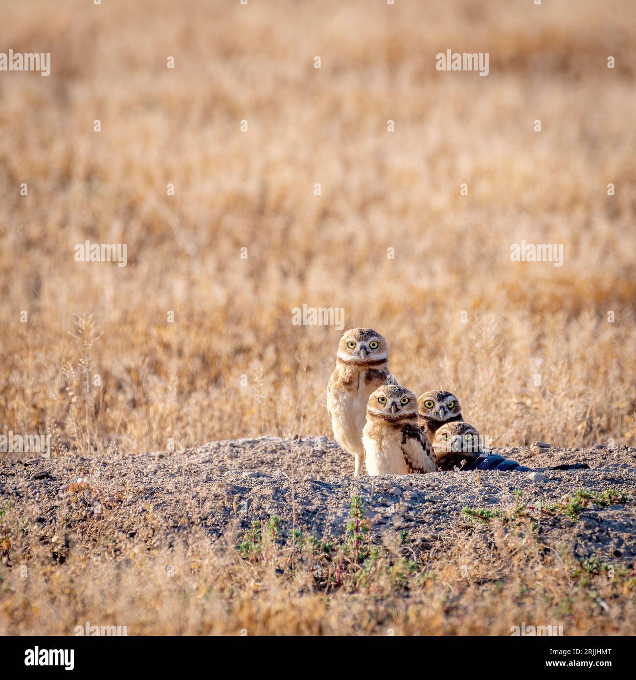 Four baby owls looking from their burrow Stock Photo - Alamy