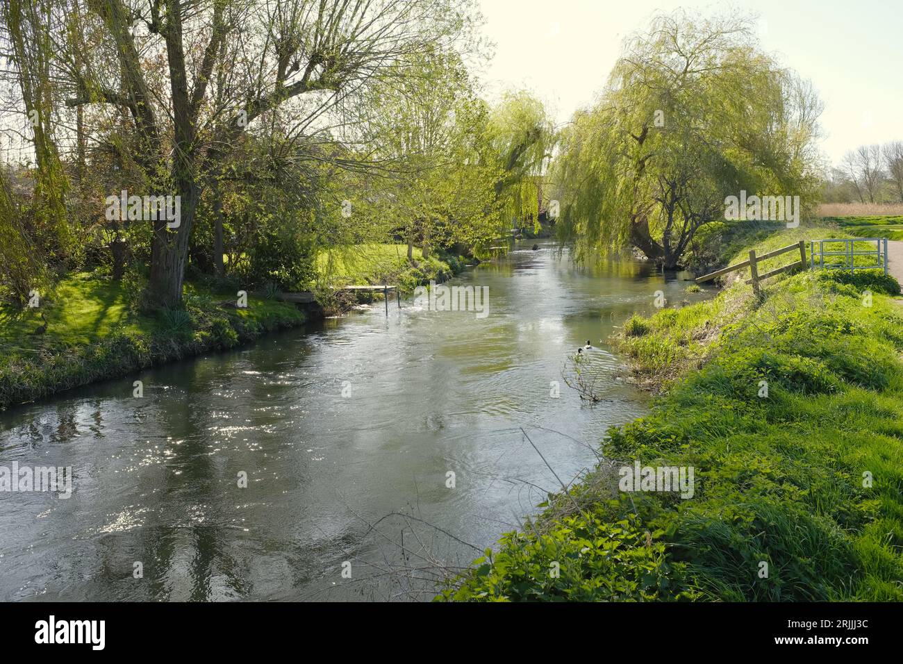 A summers morning by the River Ivel in Bedfordshire, England Stock ...