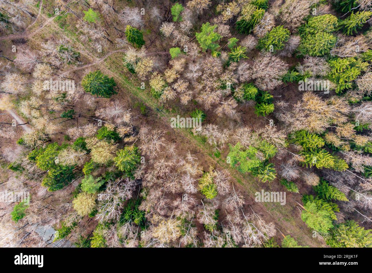 Drone view of the trail in the forest Stock Photo - Alamy
