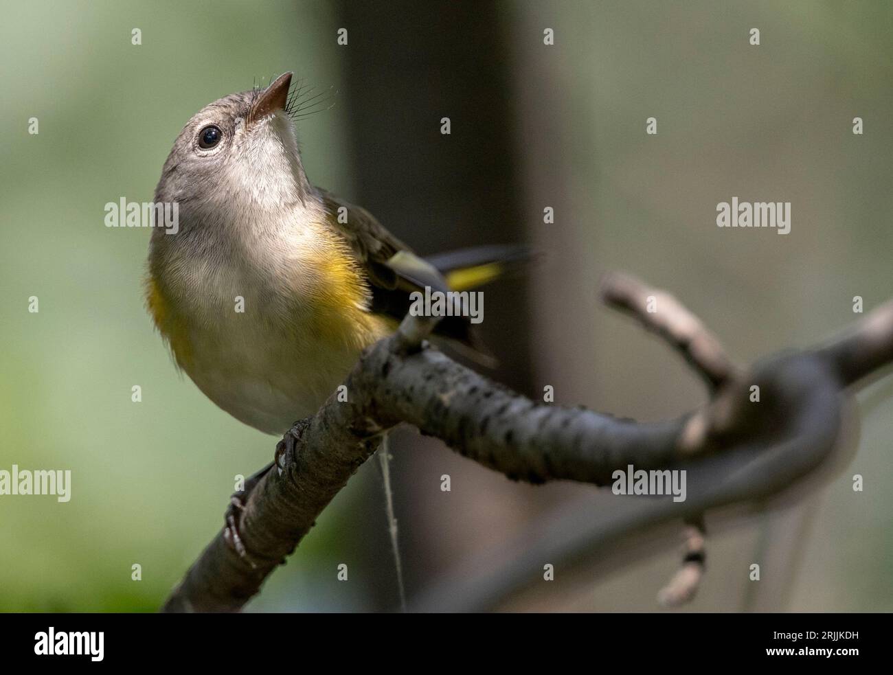 Small female american redstart bird hi-res stock photography and images ...
