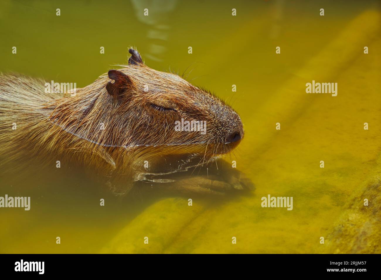 Portrait of a cute capybara resting in water pond, side view, close up ... Portrait of a cute capybara resting in water pond, side view, close up ...