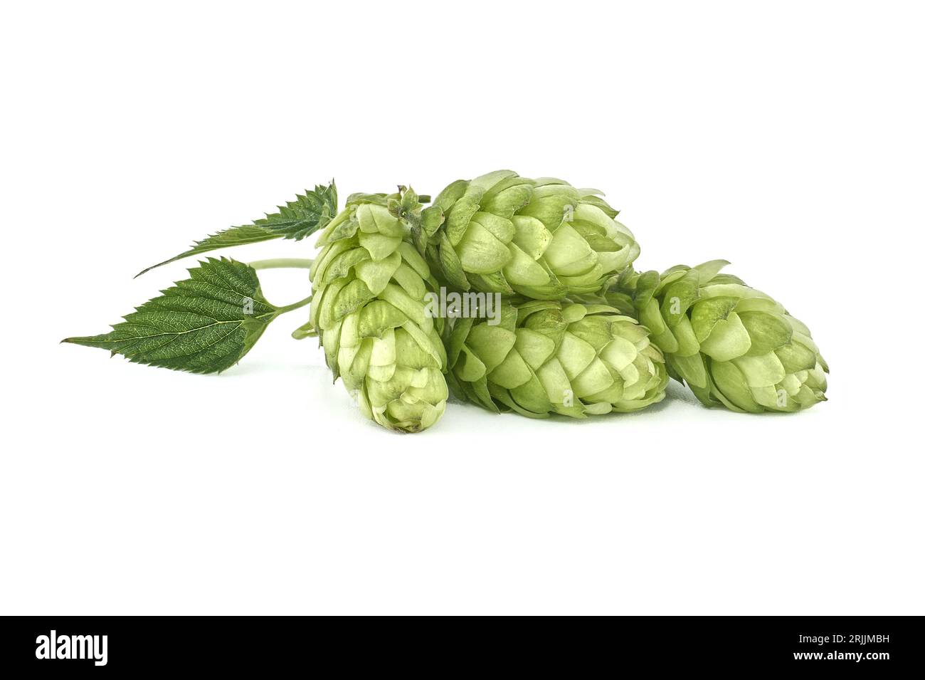 Fresh green hops cones in close up isolated on white background, full ...