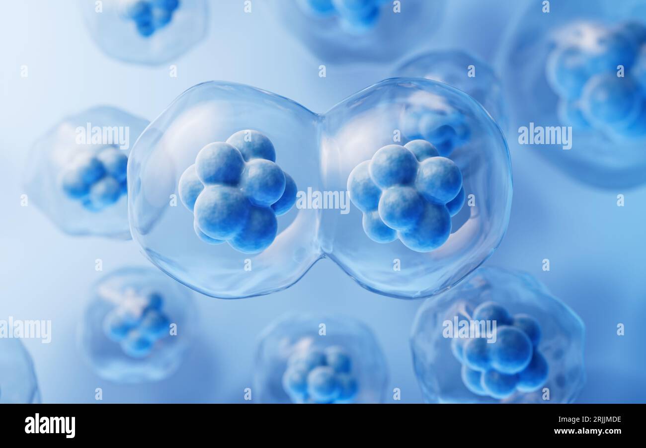 Mitosis of cells with biotechnology concept, 3d rendering. Digital ...