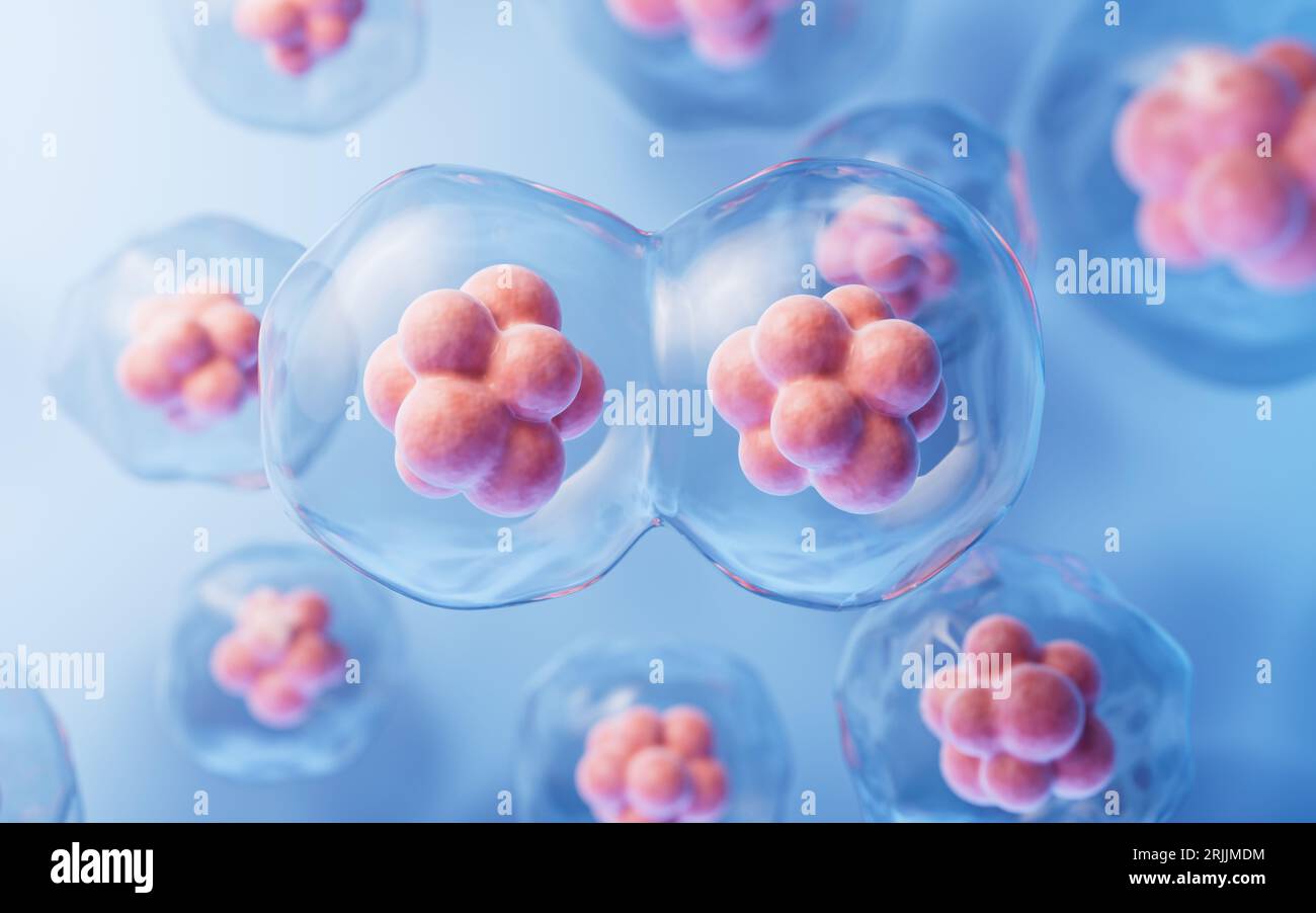 Mitosis of cells with biotechnology concept, 3d rendering. Digital ...